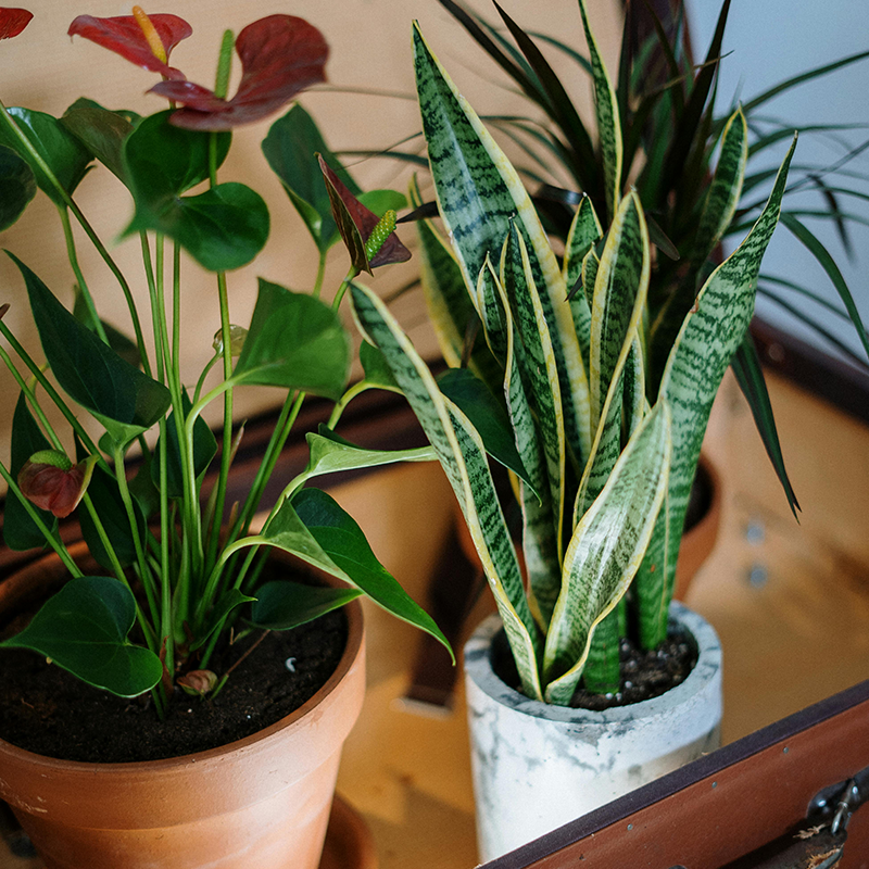 Transform Your Space with Velner: Your Ultimate Online Plant Store ...