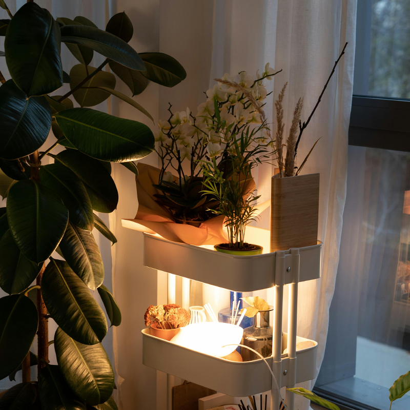 Elevate Your Home with Velner's Exquisite Plant Collection – Velener