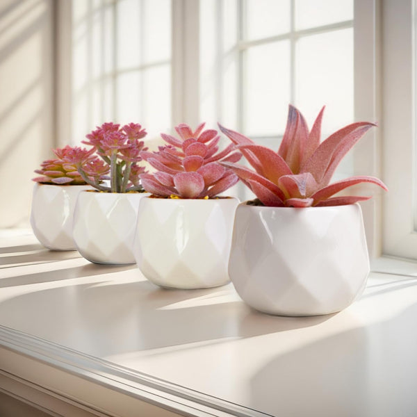 Create Your Dream Green Space with Velner's Plant Collection – Velener