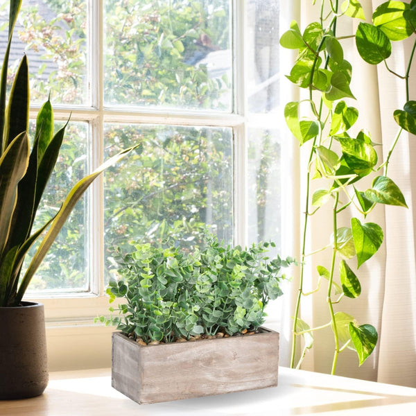 Create Your Dream Green Space with Velner's Plant Collection – Velener