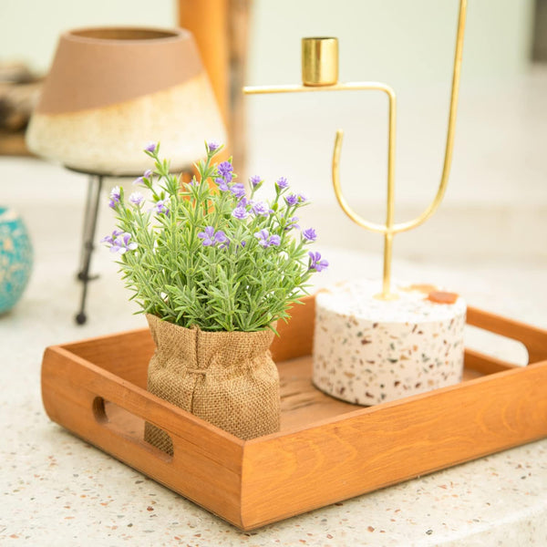 Create Your Dream Green Space with Velner's Plant Collection – Velener