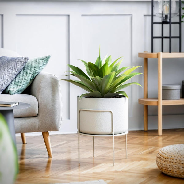 Create Your Dream Green Space with Velner's Plant Collection – Velener